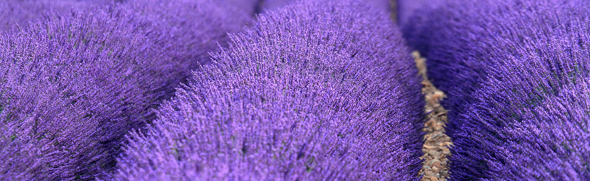 Celli SpA: macchine per la lavorazione del terreno di qualità